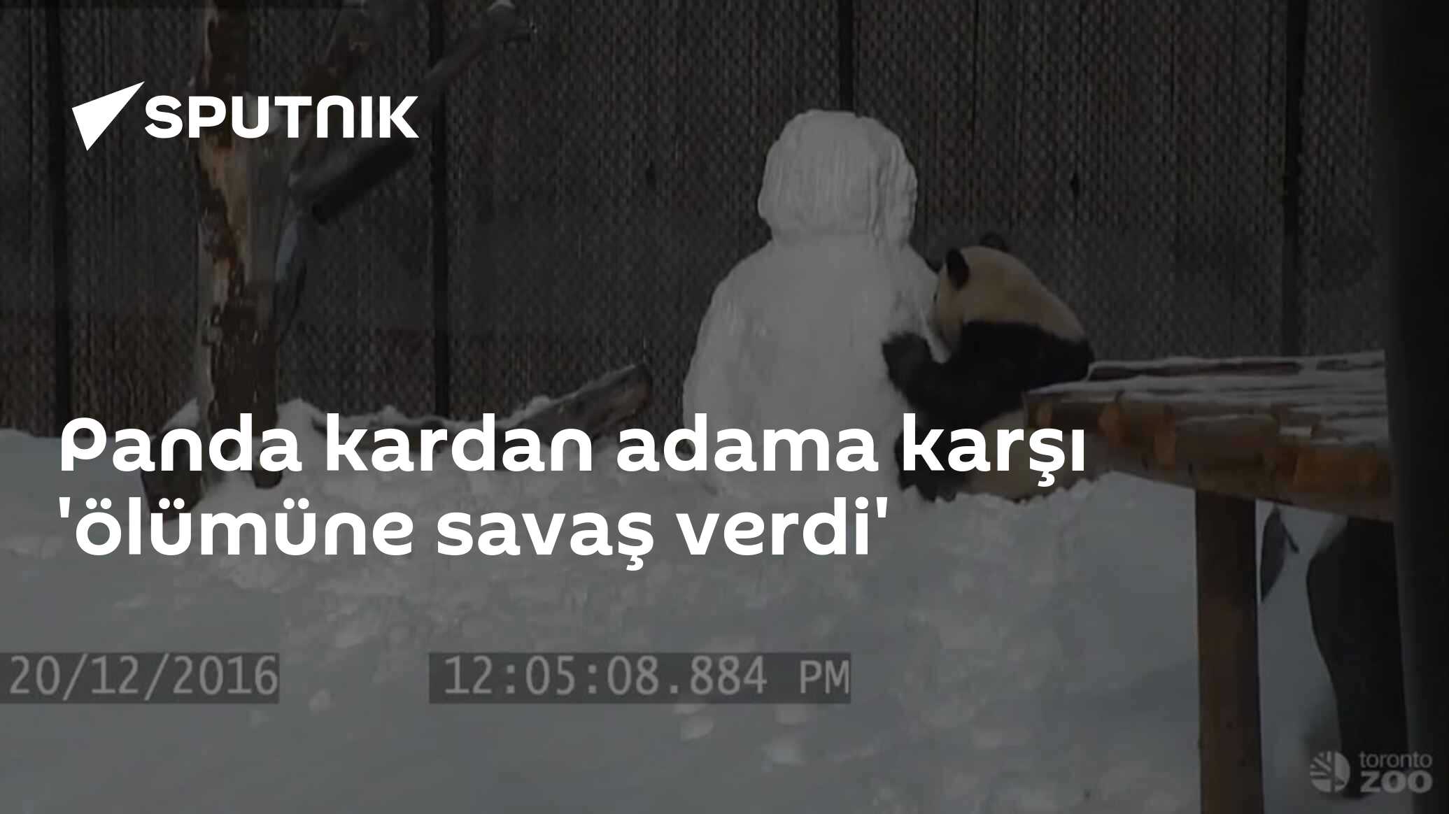 Panda kardan adama karşı 'ölümüne savaş verdi' - 22.12.2016, Sputnik ...