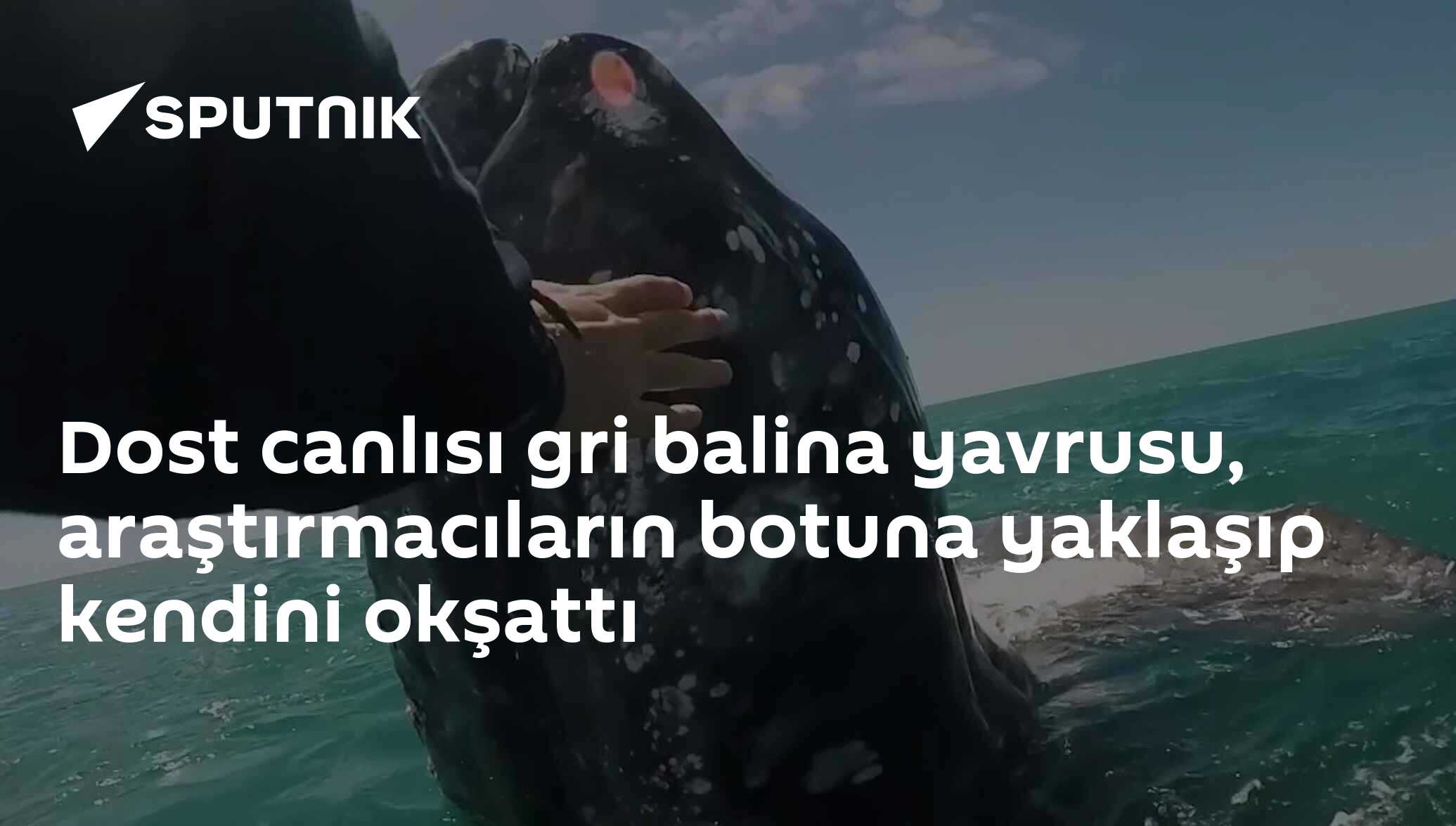 Dost canlısı gri balina yavrusu, araştırmacıların botuna yaklaşıp ...