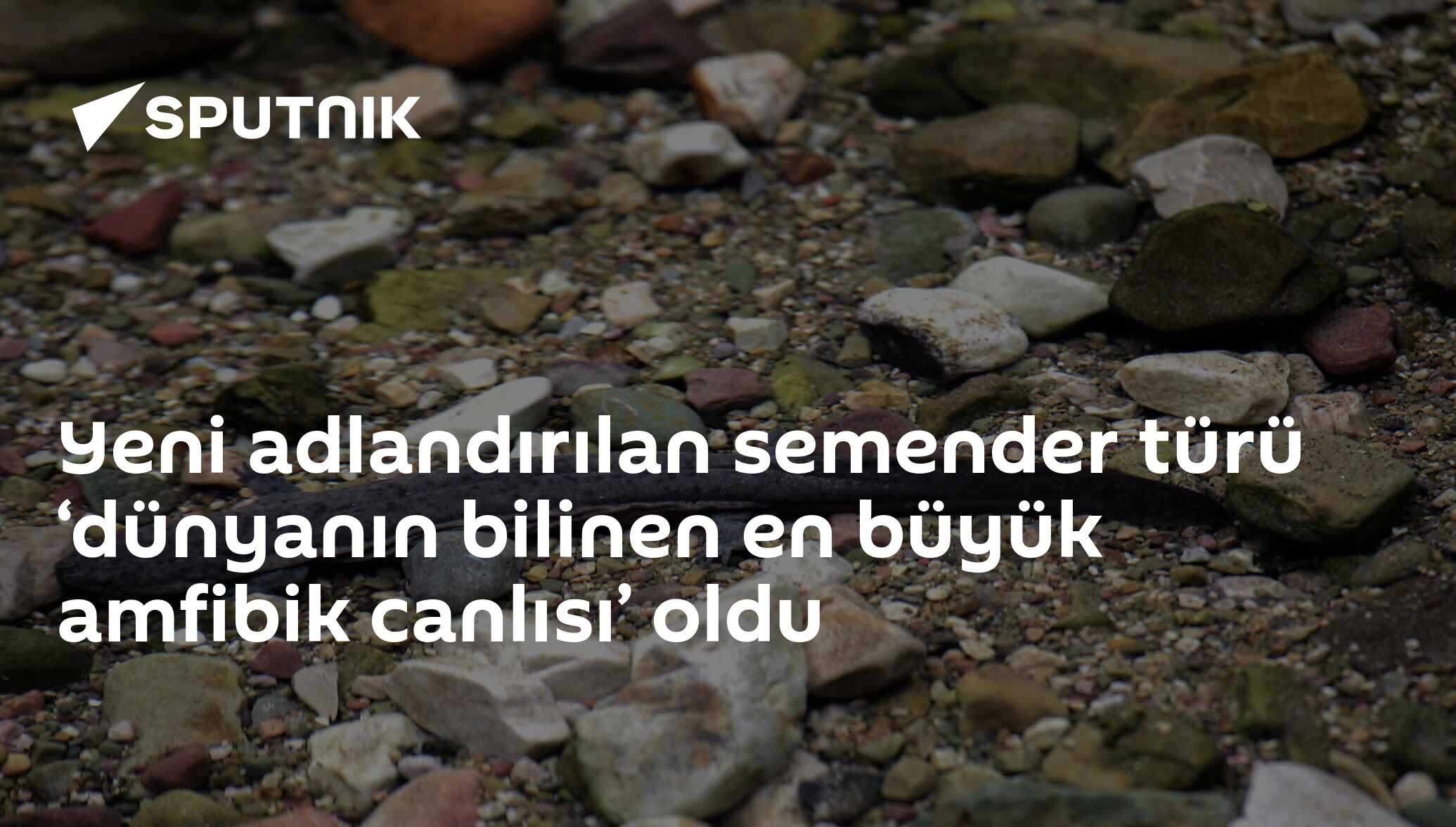 Yeni adlandırılan semender türü ‘dünyanın bilinen en büyük amfibik ...