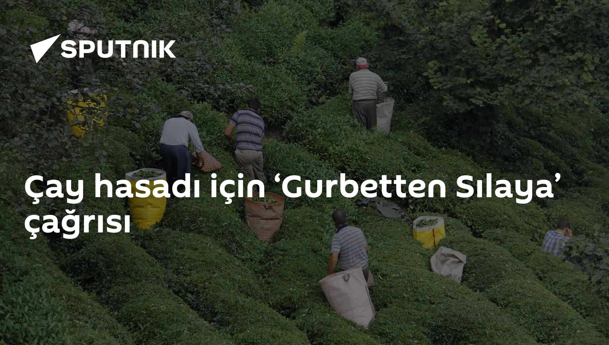 Çay hasadı için ‘Gurbetten Sılaya’ çağrısı - 05.05.2020, Sputnik Türkiye