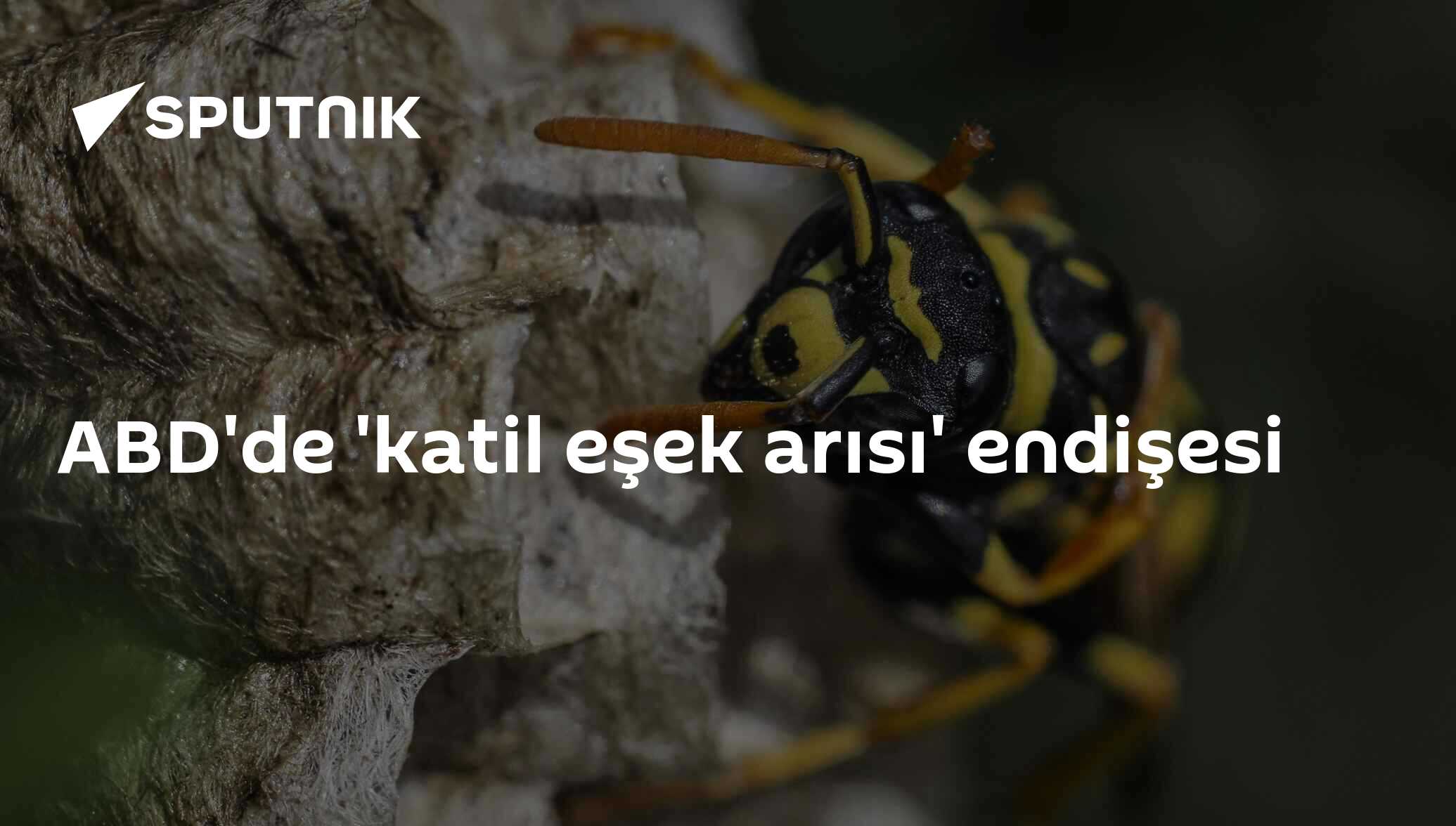 ABD'de 'katil eşek arısı' endişesi - 19.06.2021, Sputnik Türkiye