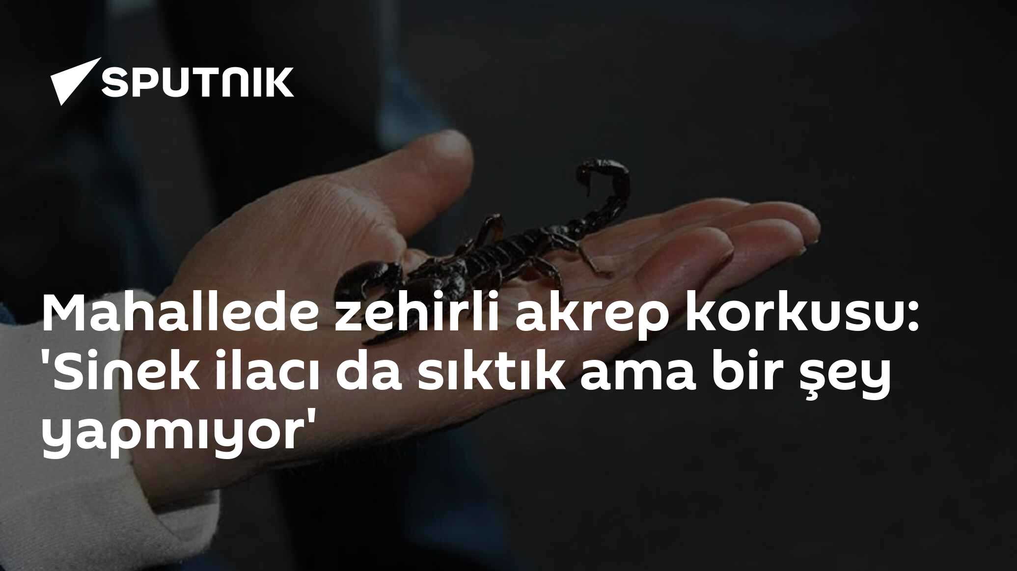 Mahallede zehirli akrep korkusu: 'Sinek ilacı da sıktık ama bir şey ...