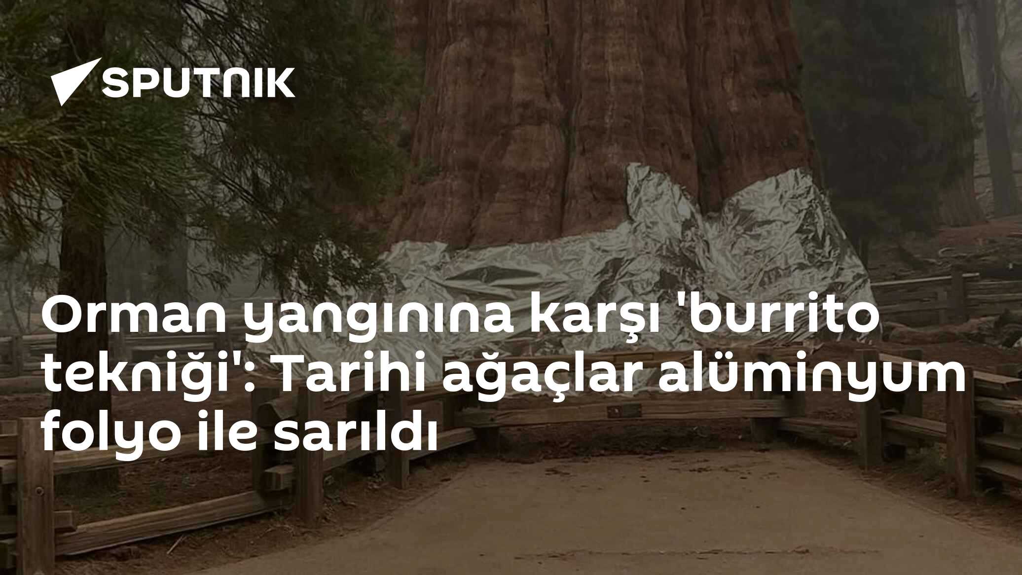 Orman yangınına karşı 'burrito tekniği': Tarihi ağaçlar alüminyum folyo ...