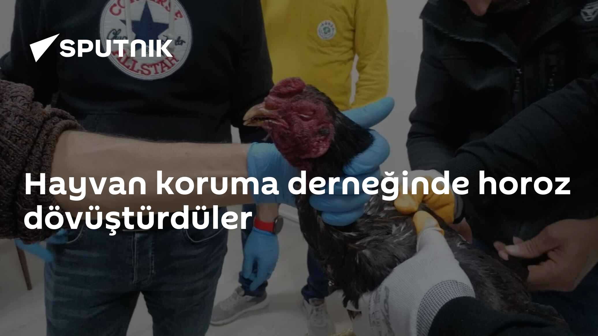 Hayvan koruma derneğinde horoz dövüştürdüler - 23.01.2023, Sputnik Türkiye