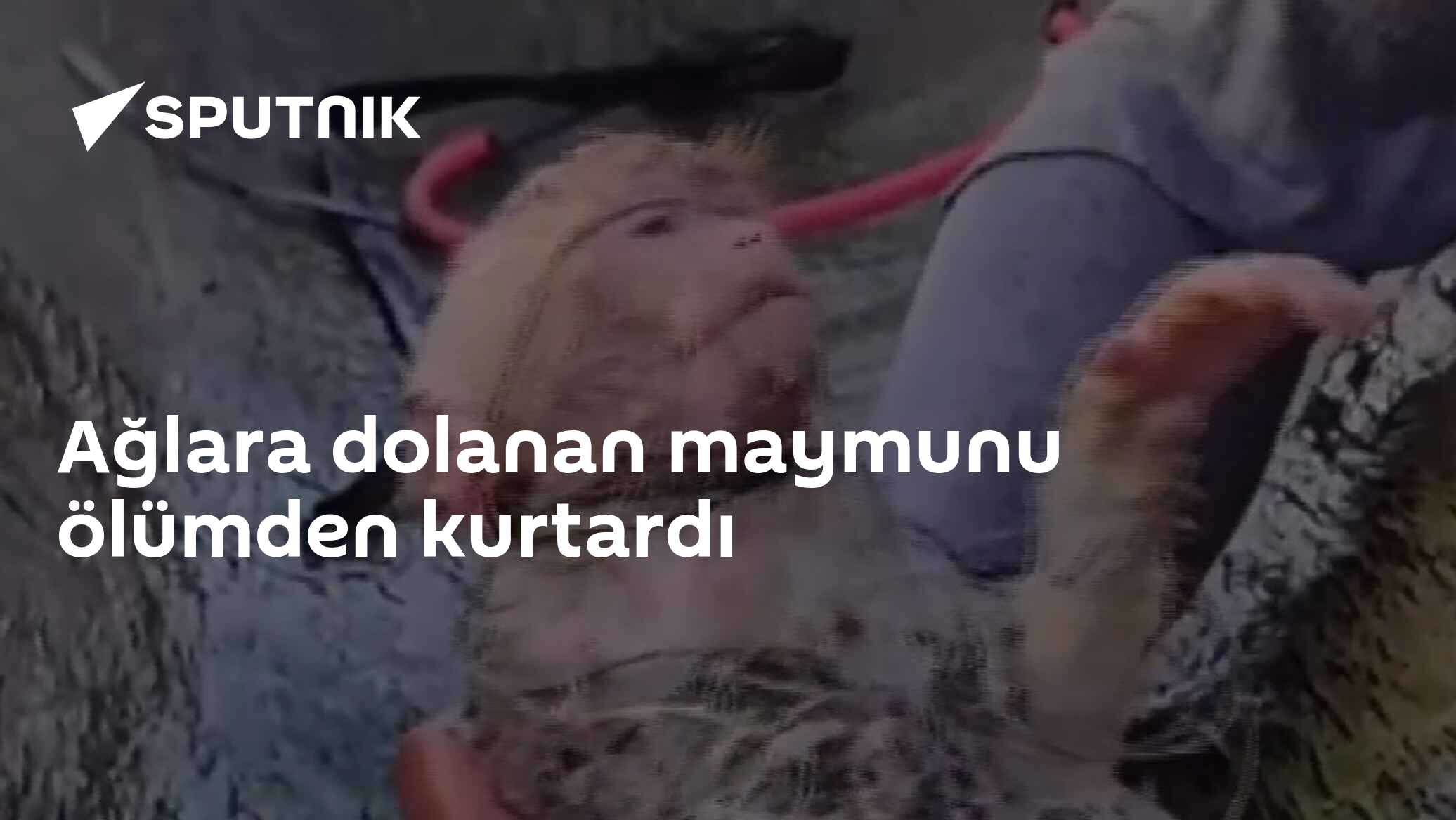 Ağlara dolanan maymunu ölümden kurtardı - 31.01.2023, Sputnik Türkiye