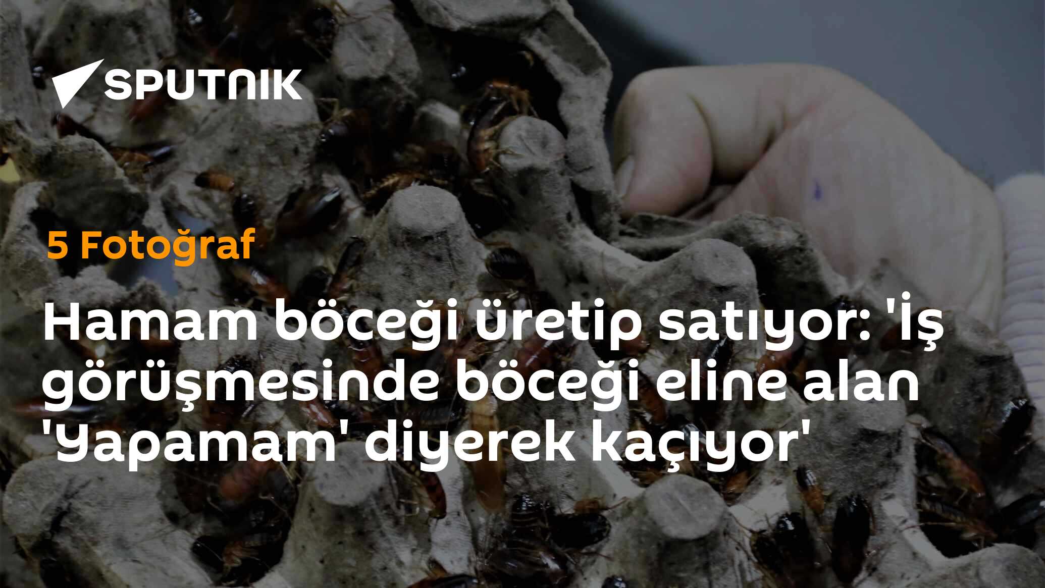 Hamam böceği üretip satıyor: 'İş görüşmesinde böceği eline alan ...