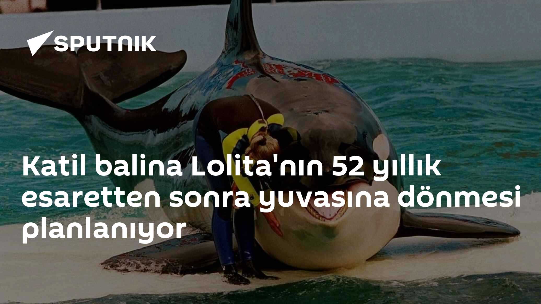 Katil balina Lolita'nın 52 yıllık esaretten sonra yuvasına dönmesi ...