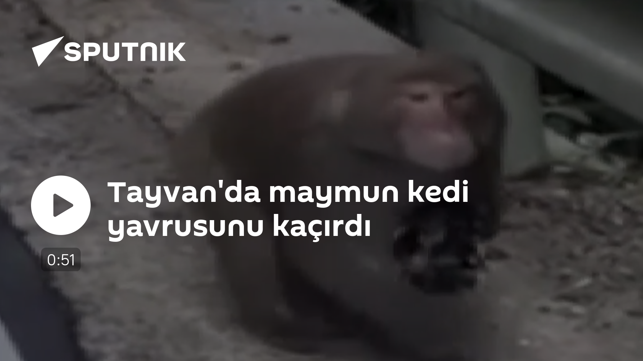 Tayvan'da maymun kedi yavrusunu kaçırdı - 02.05.2023, Sputnik Türkiye