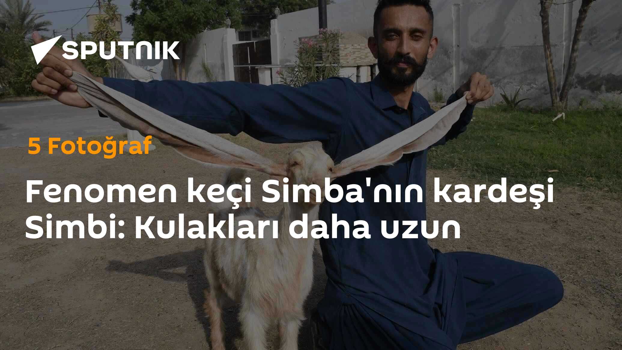 Fenomen keçi Simba'nın kardeşi Simbi: Kulakları daha uzun - 08.06.2023 ...