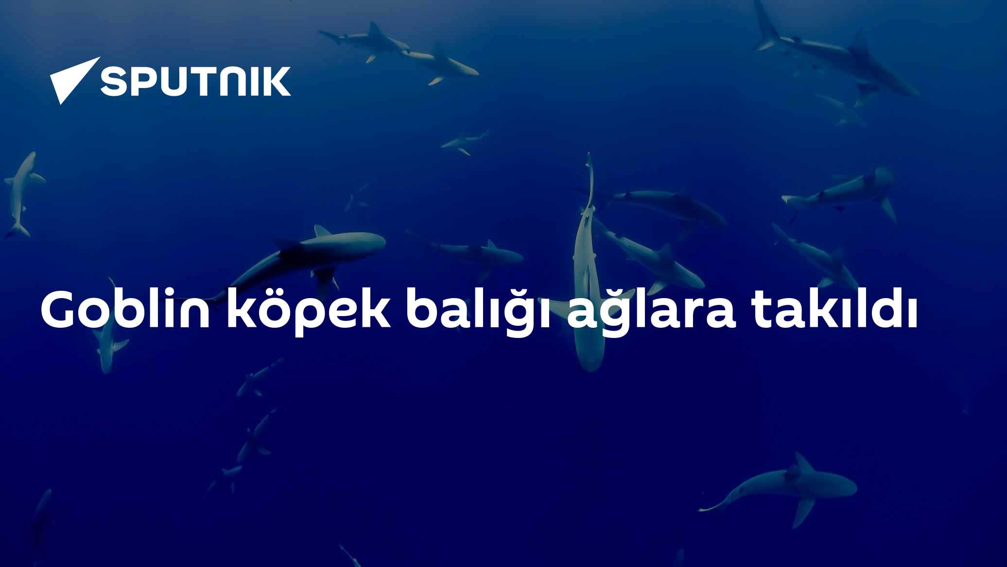 Goblin köpek balığı ağlara takıldı - 19.06.2023, Sputnik Türkiye