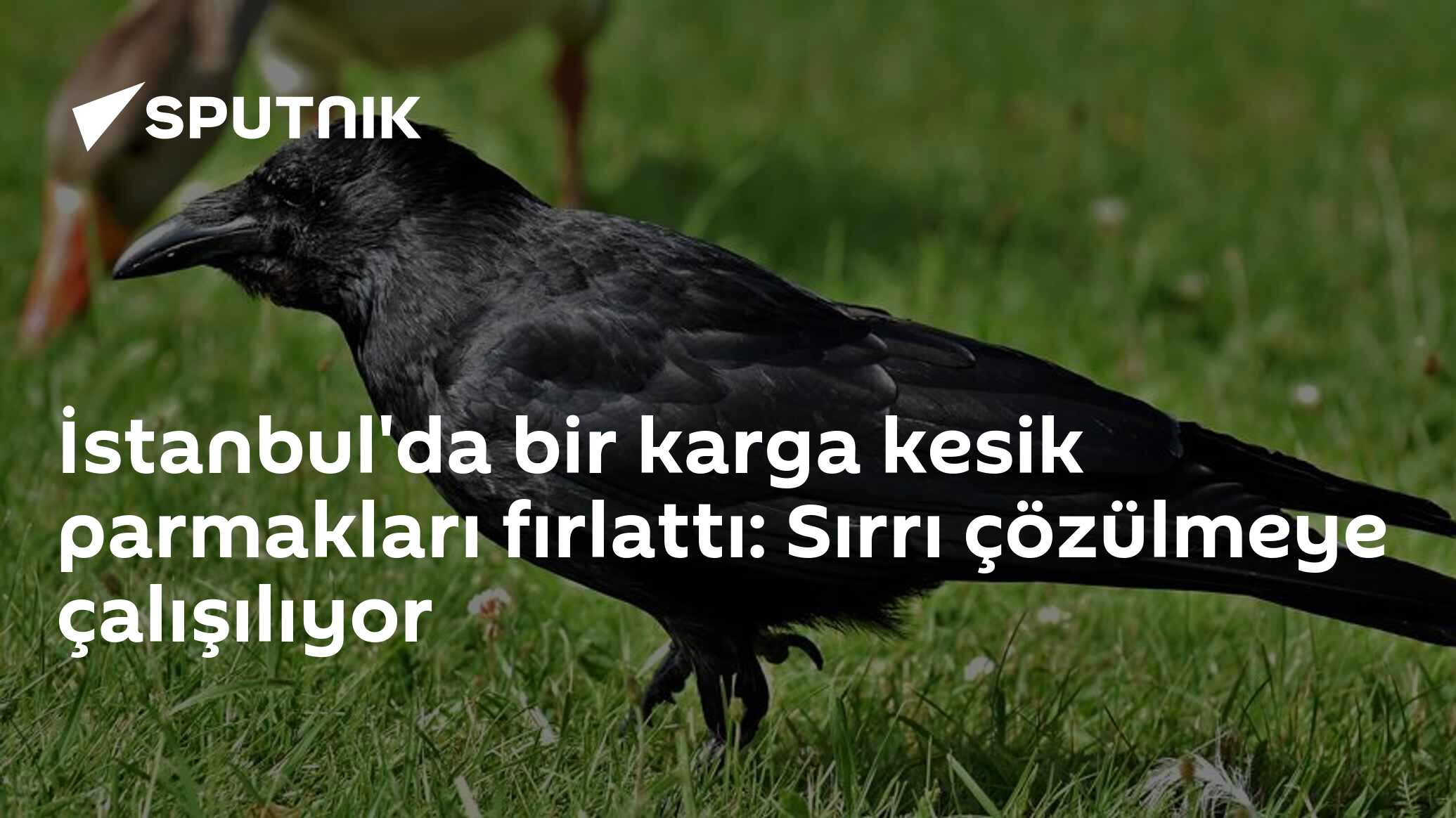 İstanbul'da bir karga kesik parmakları fırlattı: Sırrı çözülmeye ...