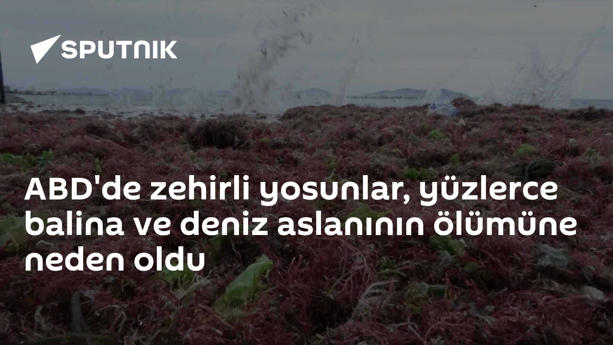 ABD'de zehirli yosunlar, yüzlerce balina ve deniz aslanının ölümüne ...