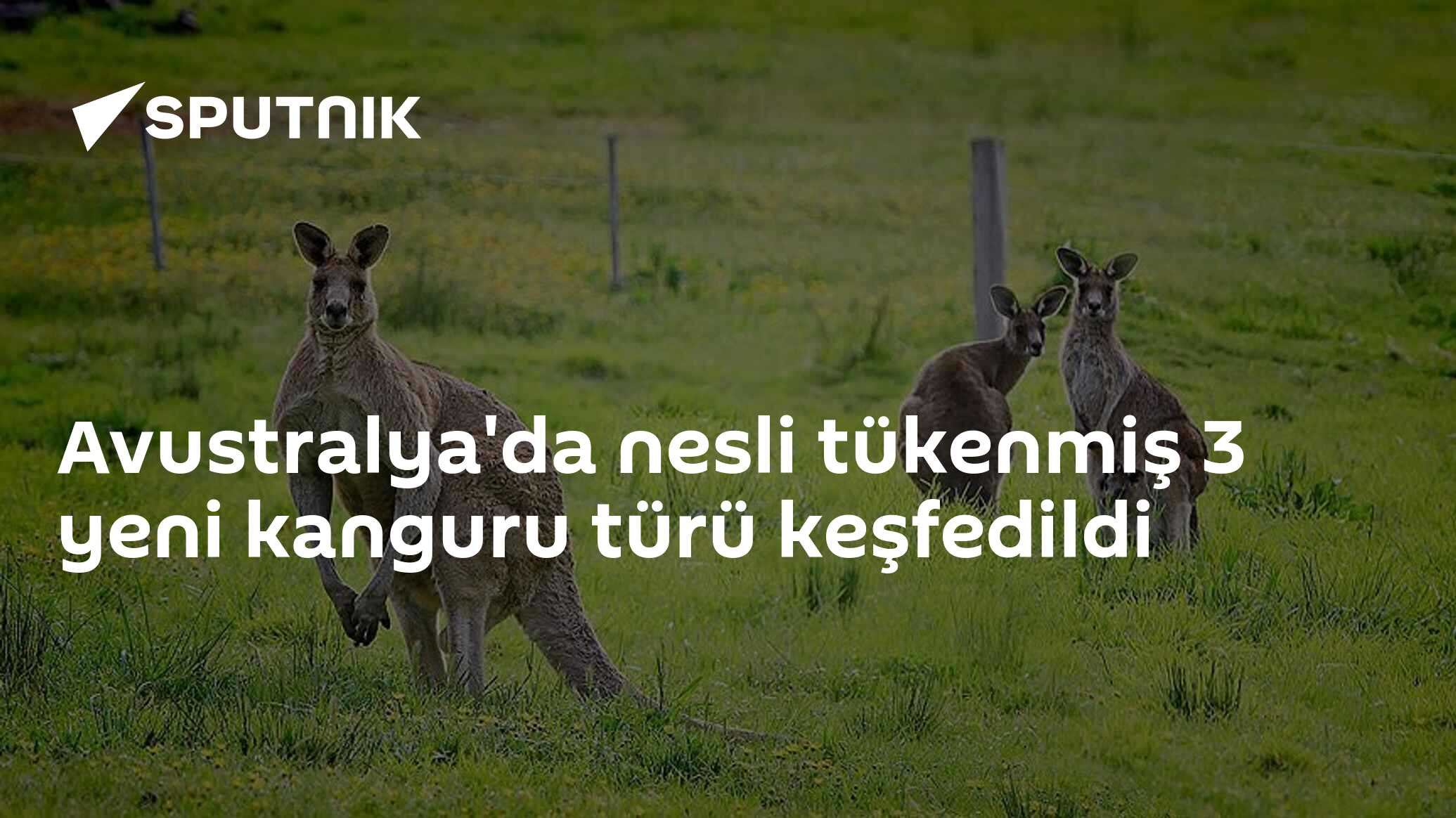 Avustralya'da nesli tükenmiş 3 yeni kanguru türü keşfedildi - 16.04.2024, Sputnik Türkiye
