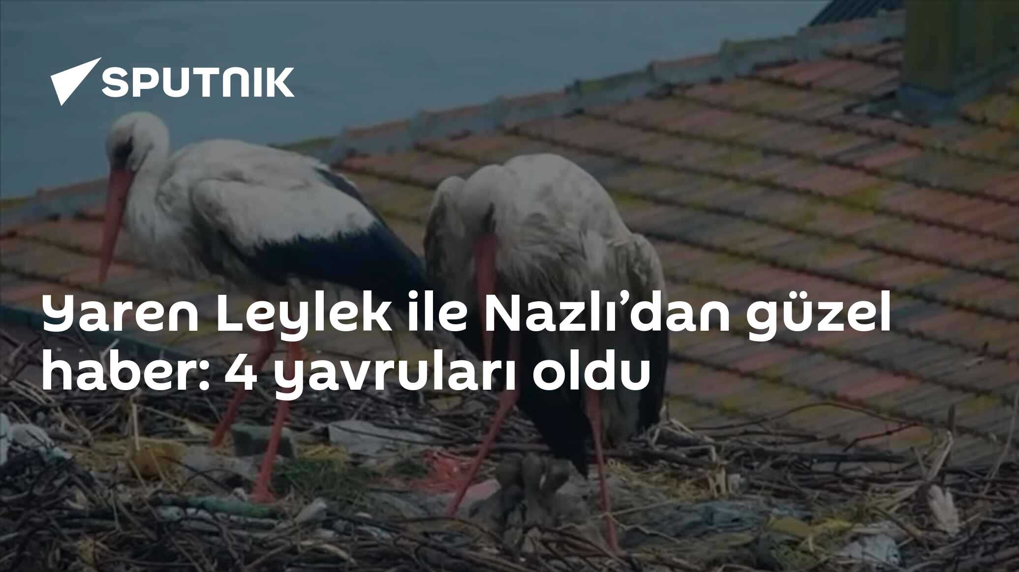 Yaren Leylek ile Nazlı’dan güzel haber: 4 yavruları oldu - 05.05.2024 ...