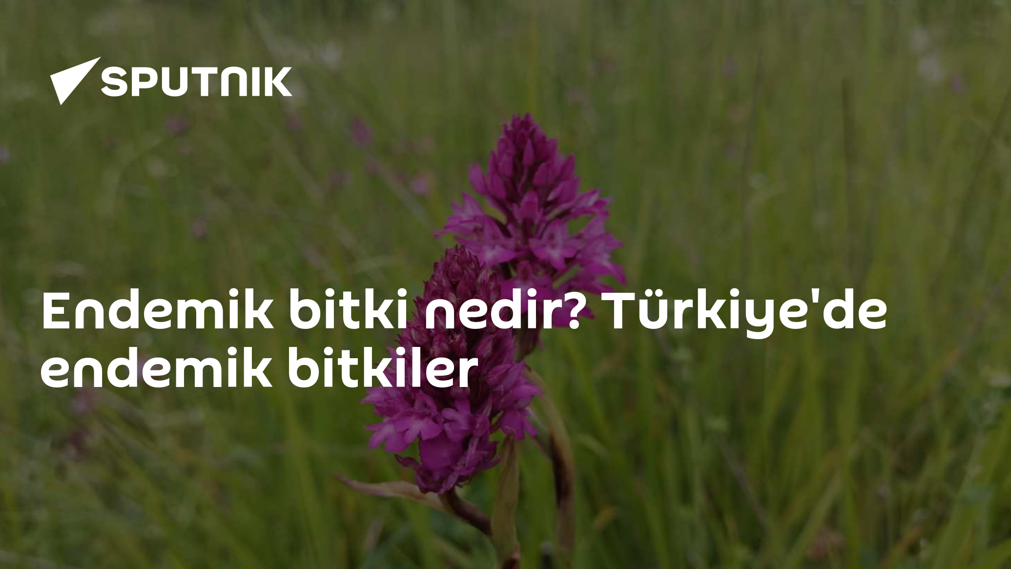 Türkiye'de endemik bitkiler