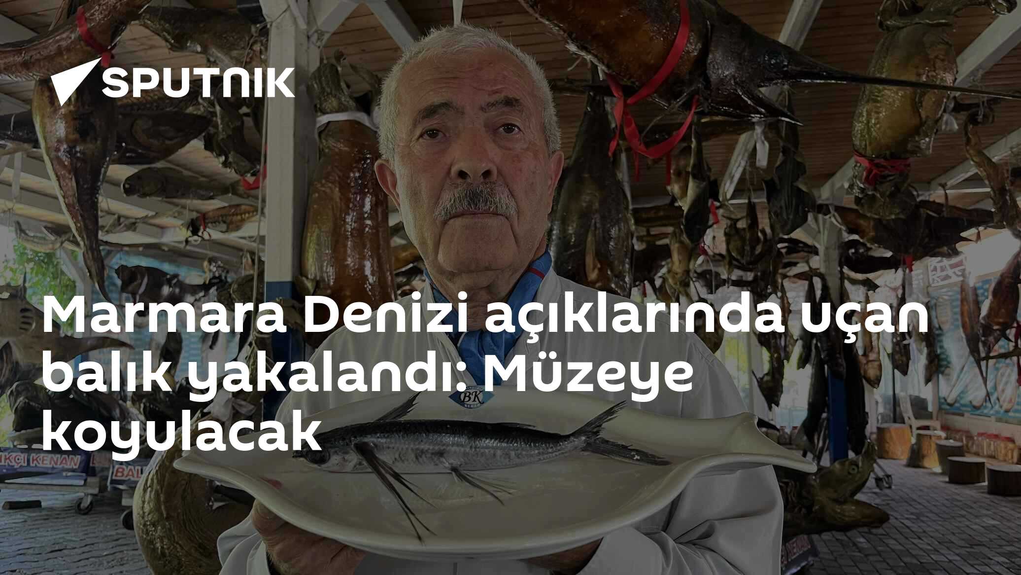 Marmara Denizi açıklarında uçan balık yakalandı: Müzeye koyulacak - 24. ...
