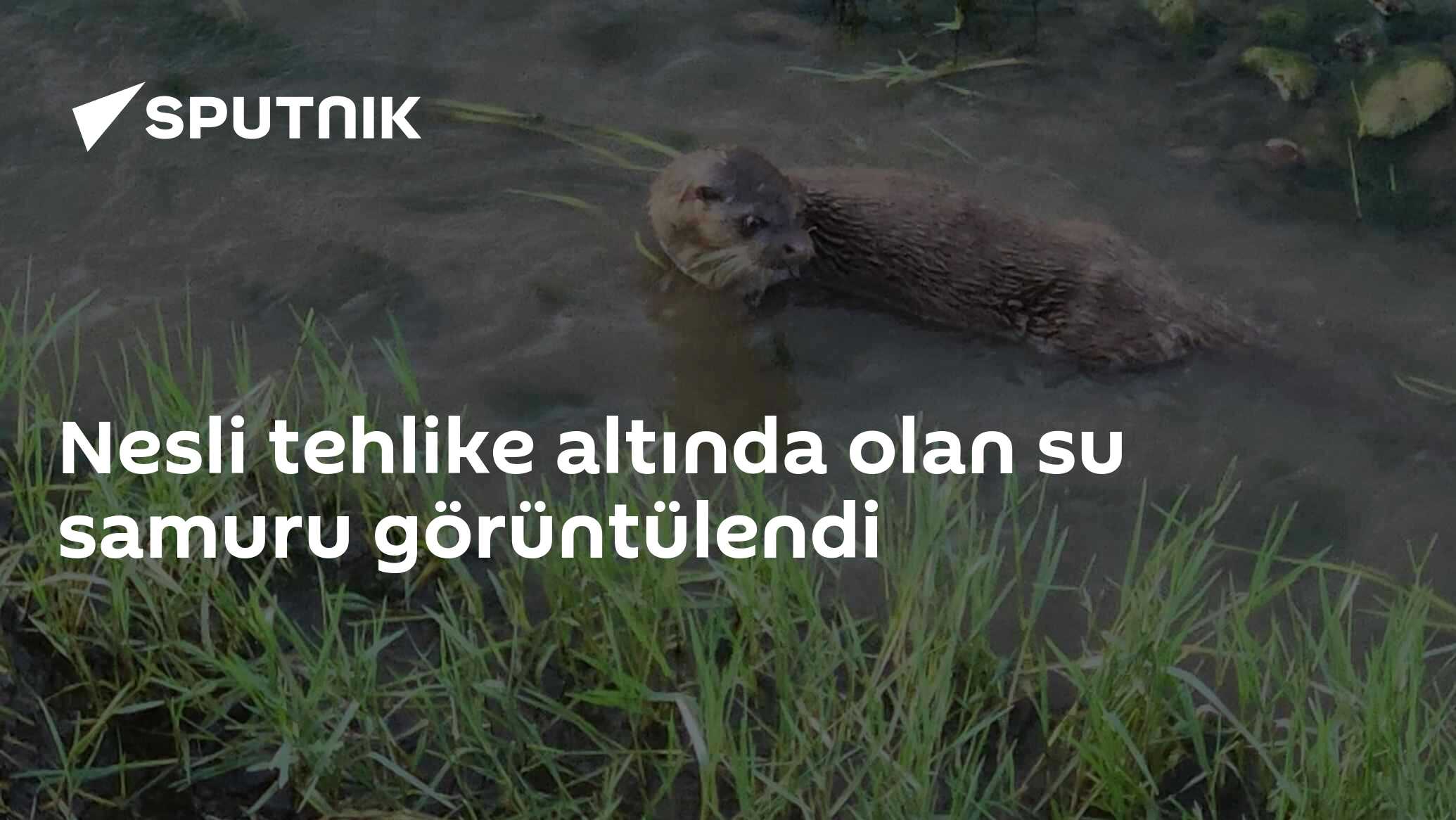 Nesli tehlike altında olan su samuru görüntülendi - 04.08.2024, Sputnik ...
