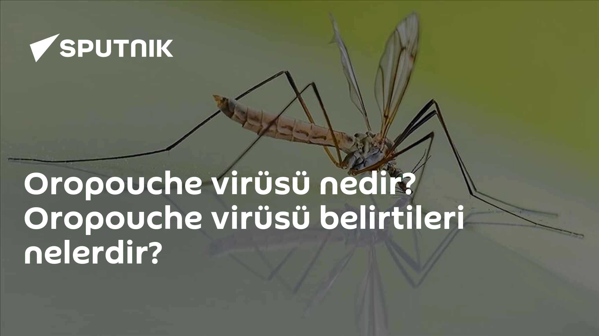 Oropouche virüsü nedir? Oropouche virüsü belirtileri nelerdir? - 21.08. ...
