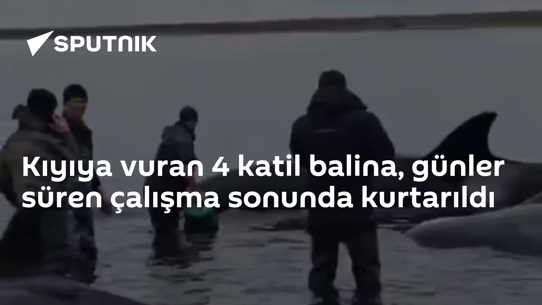Kıyıya vuran 4 katil balina, günler süren çalışma sonunda kurtarıldı ...
