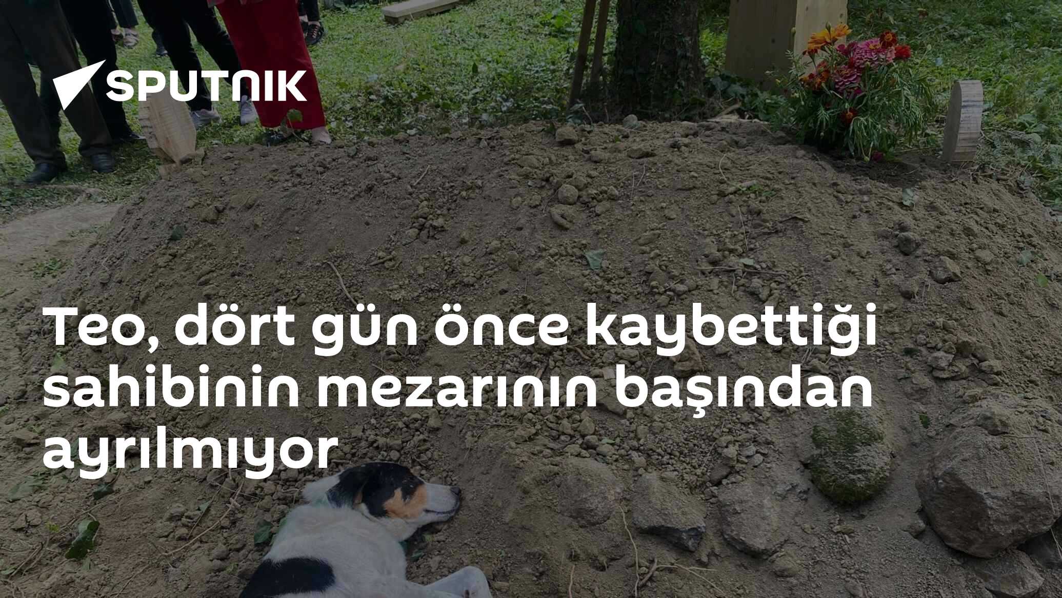 Teo, dört gün önce kaybettiği sahibinin mezarının başından ayrılmıyor ...