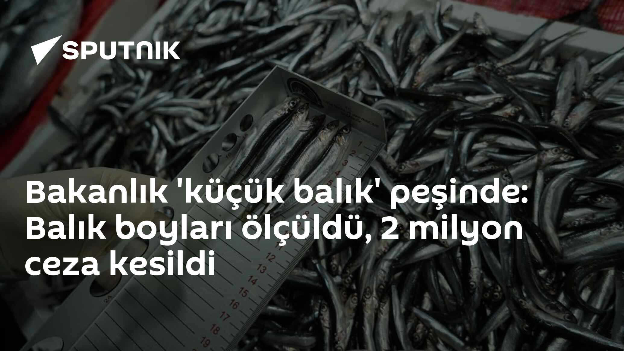 Bakanlık 'küçük balık' peşinde: Balık boyları ölçüldü, 2 milyon ceza ...