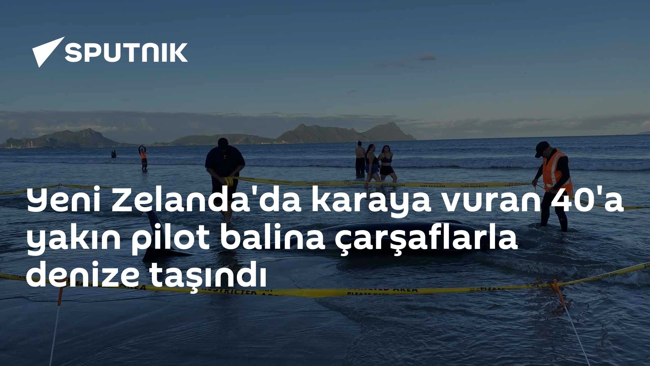Yeni Zelanda'da karaya vuran 40'a yakın pilot balina çarşaflarla denize ...