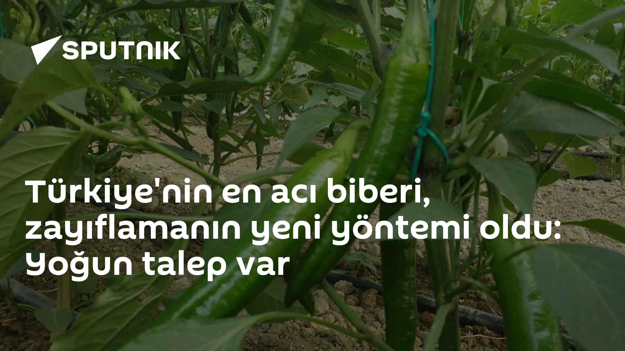 Türkiye'nin en acı biberi, zayıflamanın yeni yöntemi oldu: Yoğun talep ...
