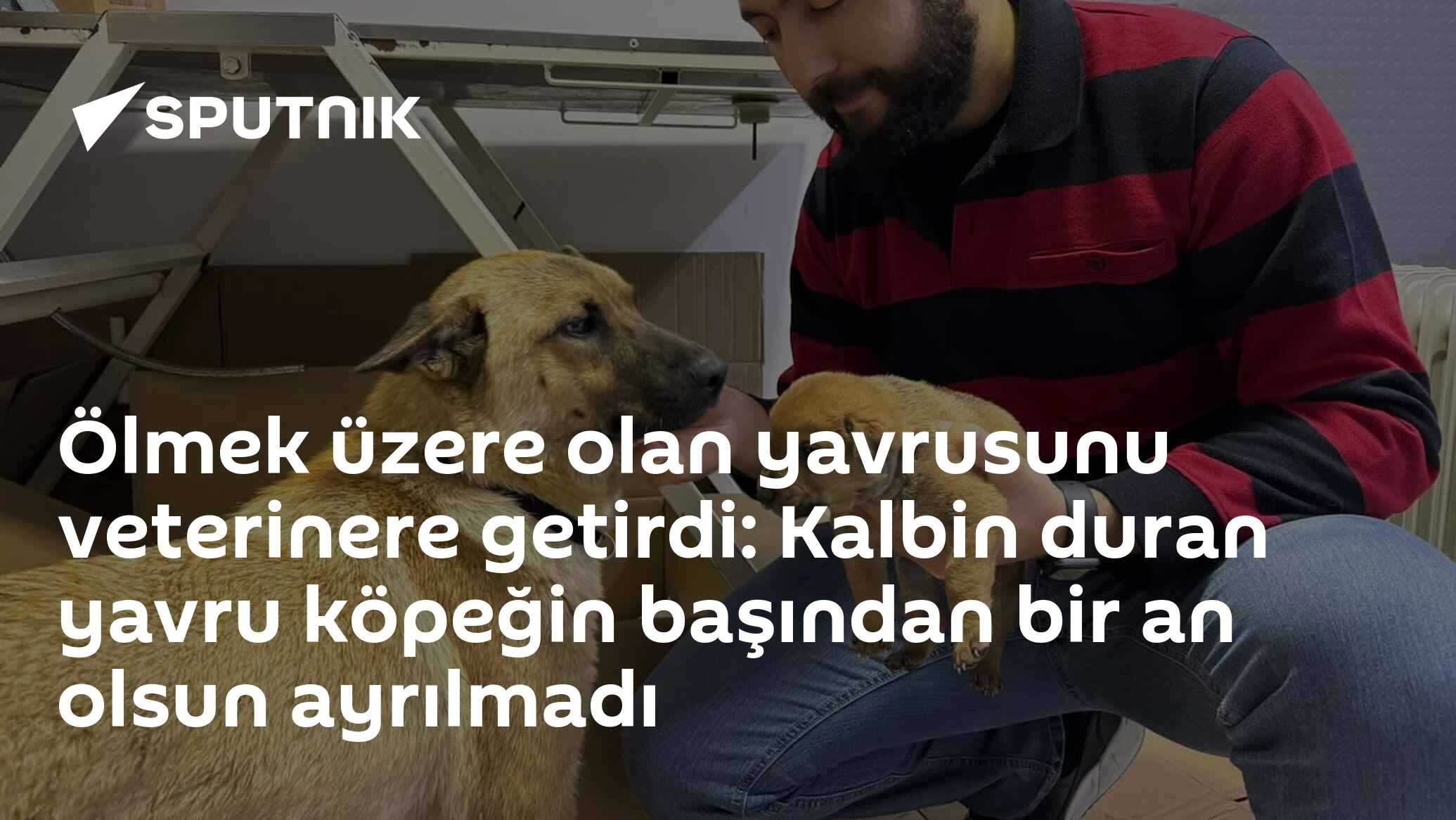 Ölmek üzere olan yavrusunu veterinere getirdi: Kalbin duran yavru ...
