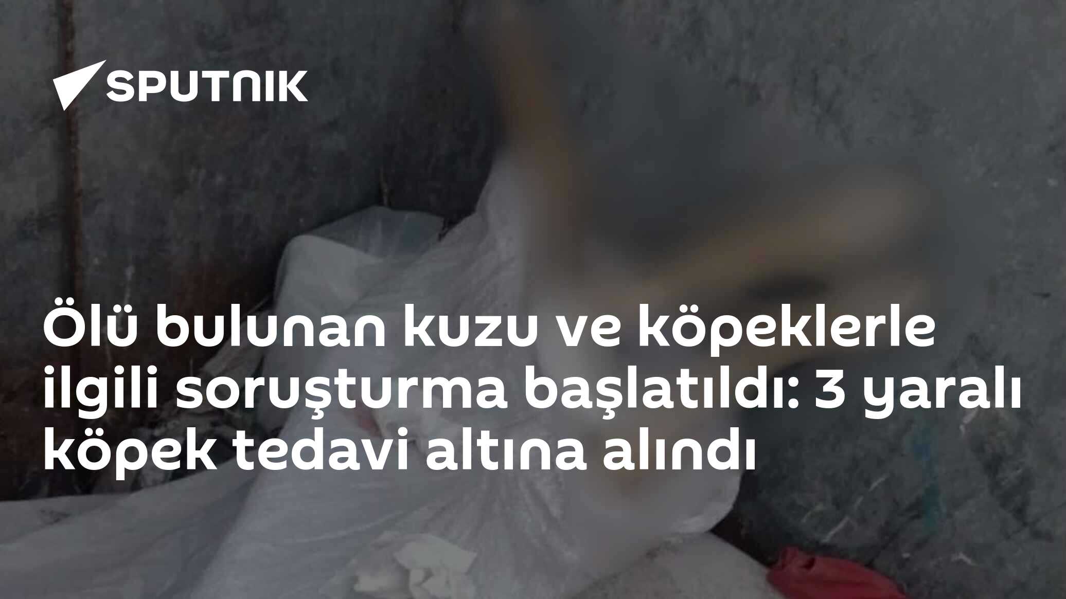 Ölü bulunan kuzu ve köpeklerle ilgili soruşturma başlatıldı: 3 yaralı köpek tedavi altına alındı ...