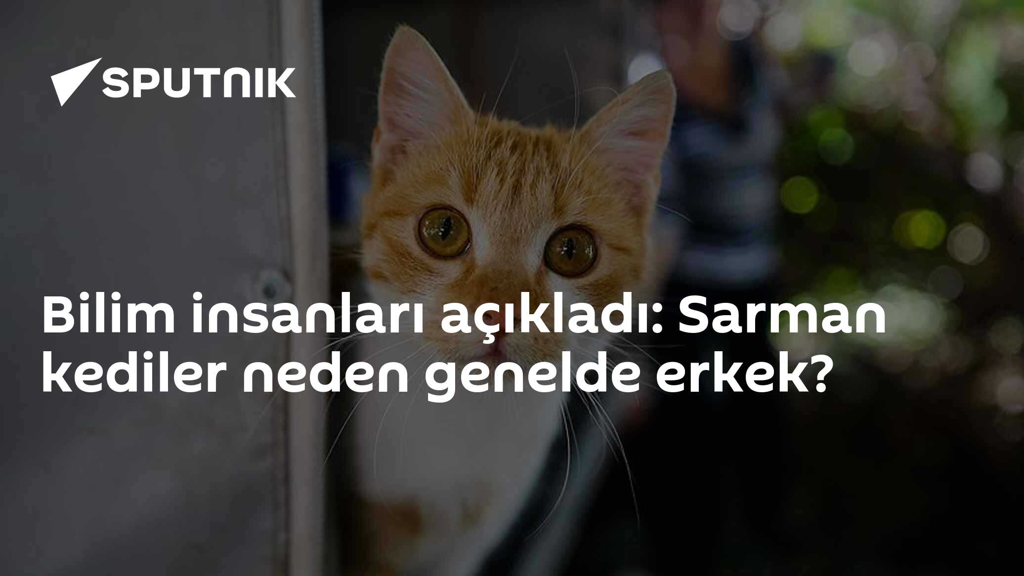 Bilim insanları açıkladı: Sarman kediler neden genelde erkek? - 16.05. ...