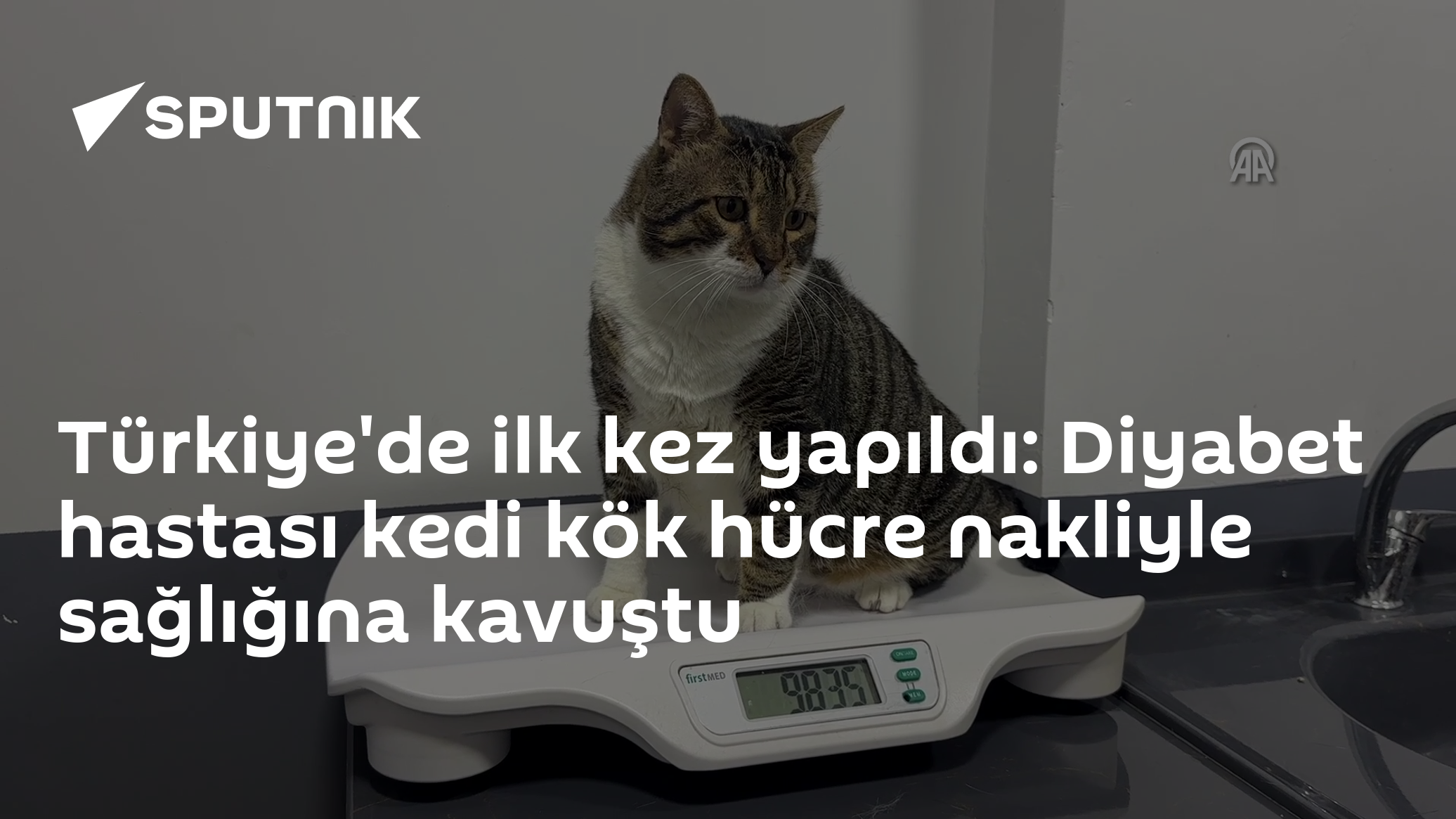 Türkiye'de ilk kez yapıldı: Diyabet hastası kedi kök hücre nakliyle ...